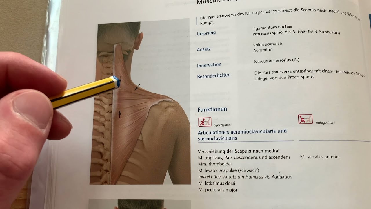 Anatomie | Musculus trapezius, Pars descendens und transversa - YouTube