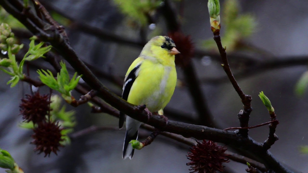 Goldfinch Singing in the Rain 4/21/2020 - YouTube