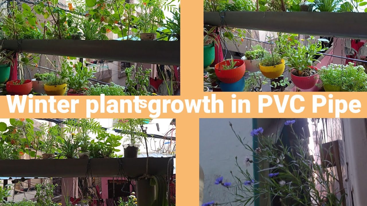 PVC Pipe Gardening||How to grow plants in pvc pipe||#winterplant # ...