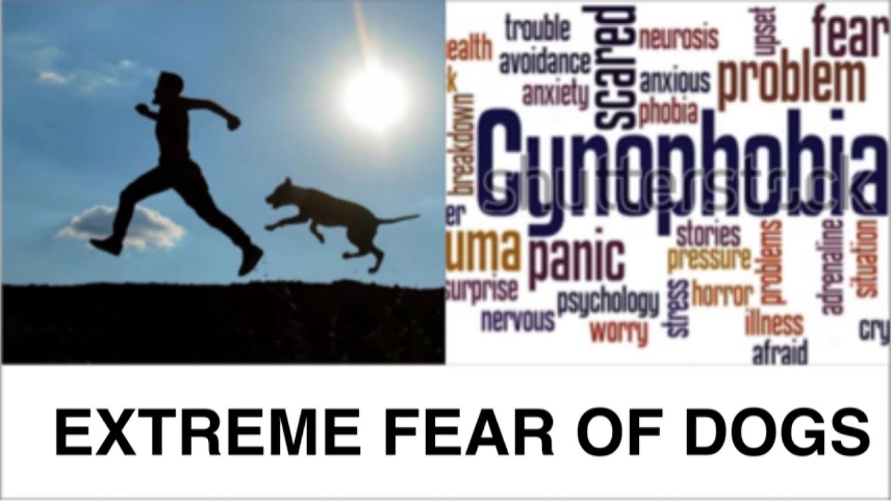Find out how I developed the condition CYNOPHOBIA - YouTube