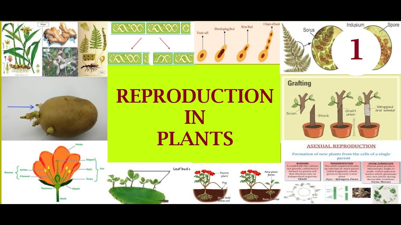 Reproduction in Plants, Part -1, Reproduction,modes of reproduction in ...