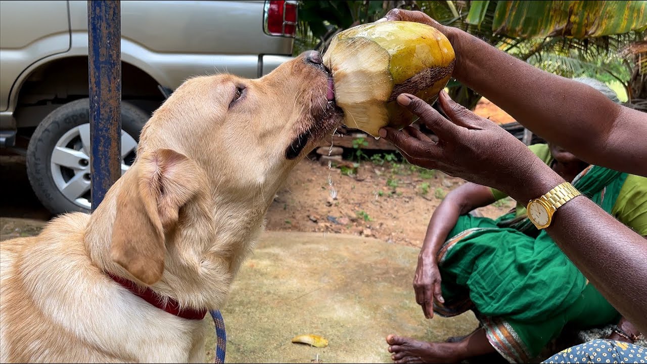 Labrador puppy gets a healthy farm fresh Tender Coconut 🌴 from his ...