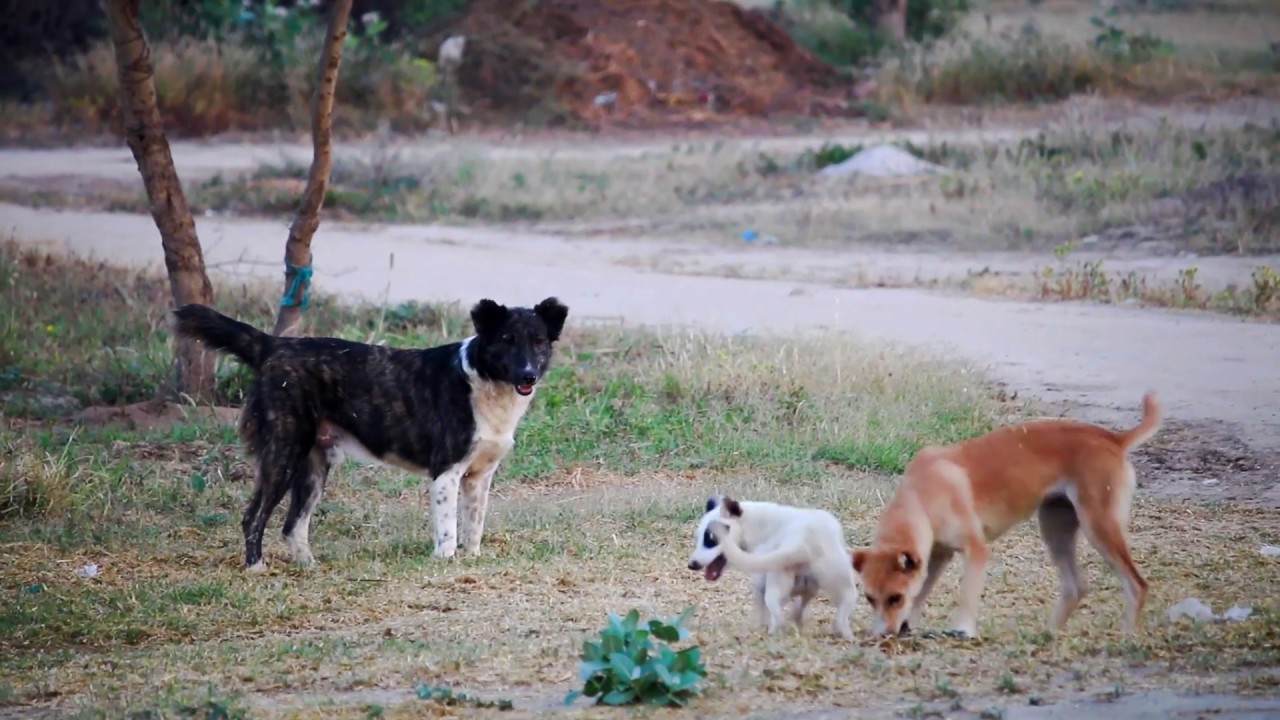 Dogs morning play | Joys of Nature - YouTube