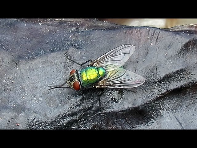 Green Bottle Fly