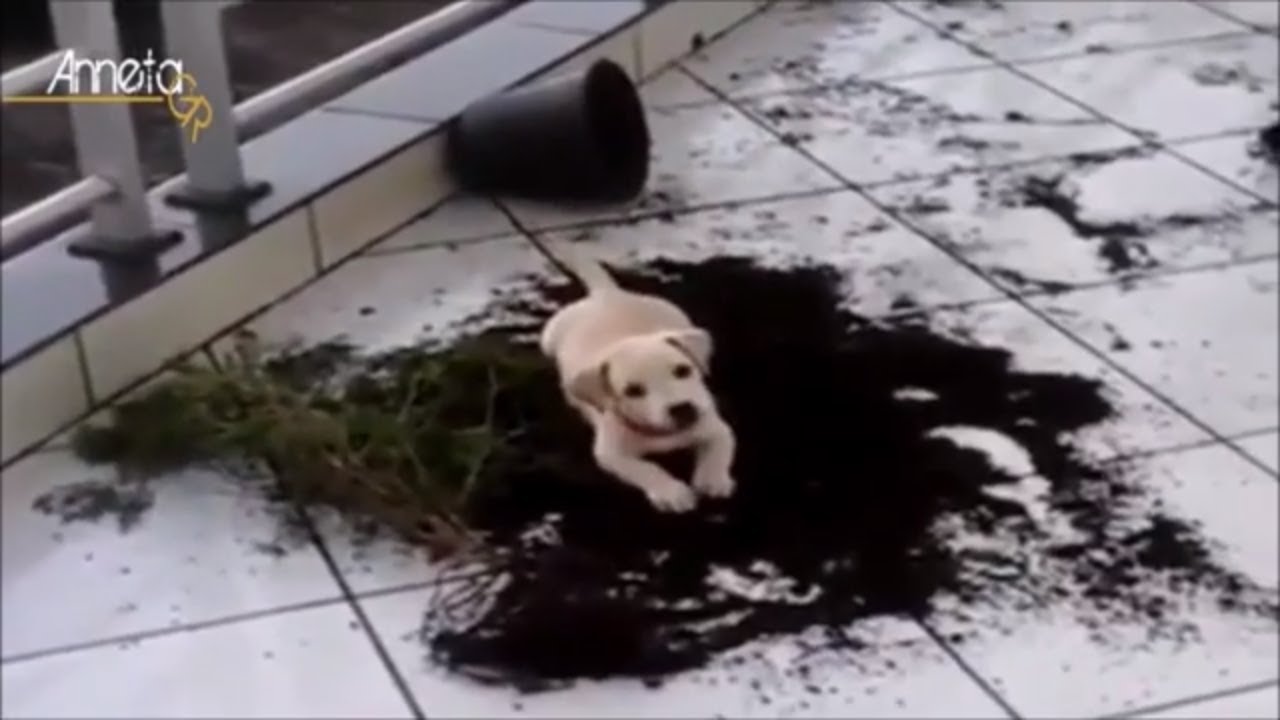 Super Naughty Labrador Puppy - YouTube