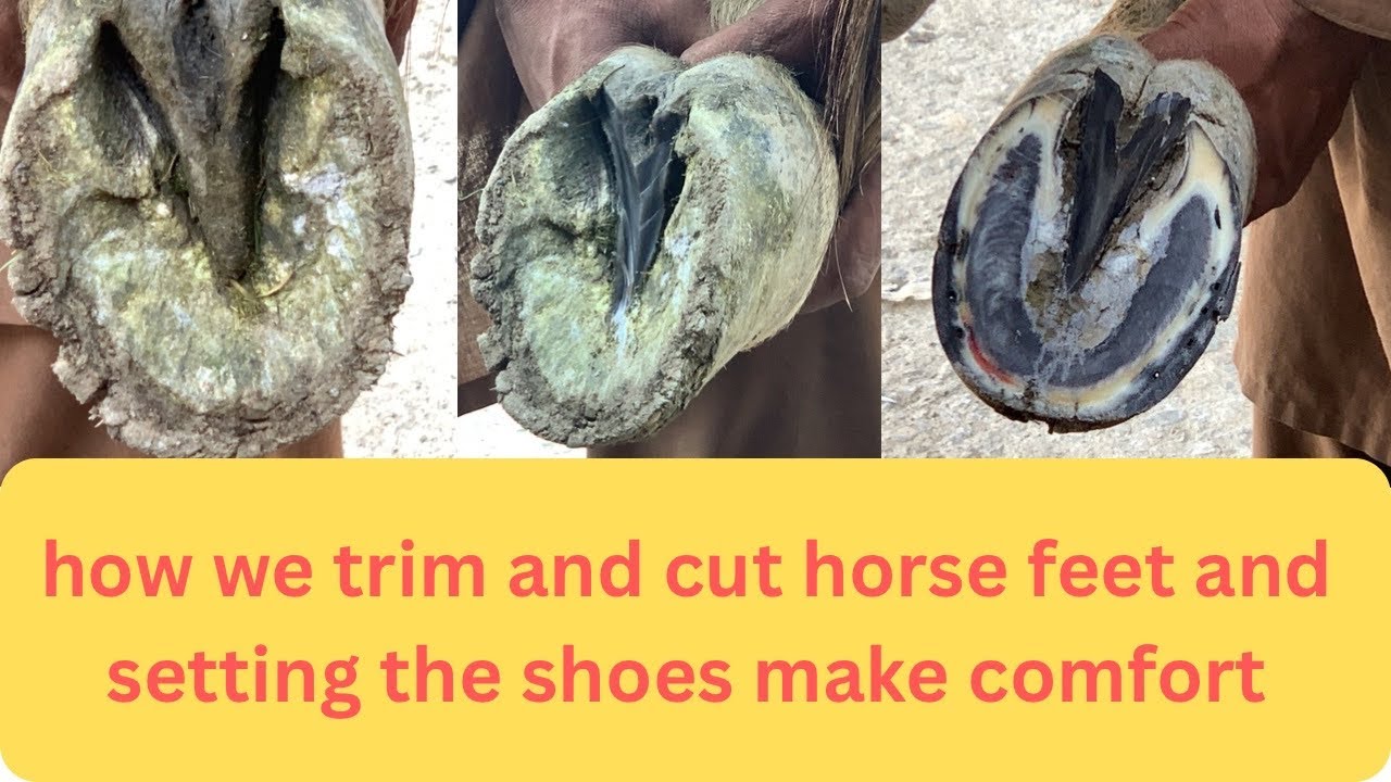 Beautiful horse feet are spoiled making and setting - YouTube