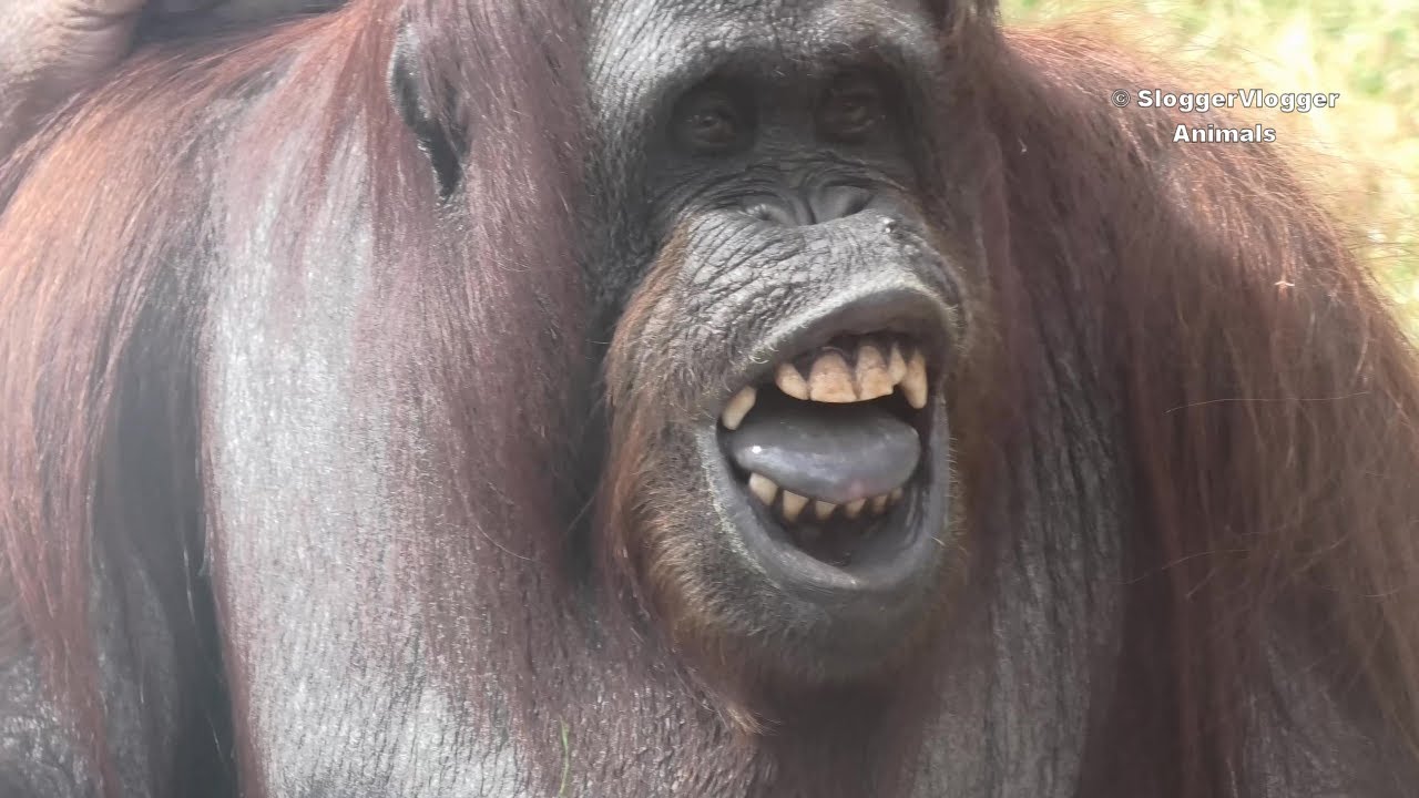 Orangutan Teeth