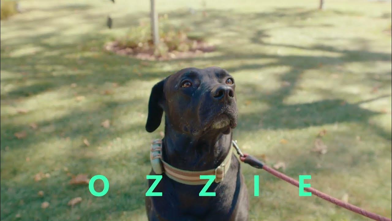 OZZIE - YouTube