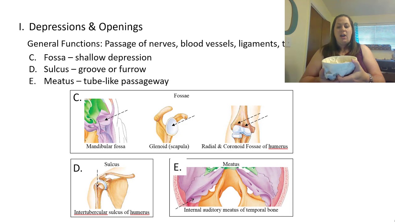 Bone Markings YouTube bone-markings-youtube