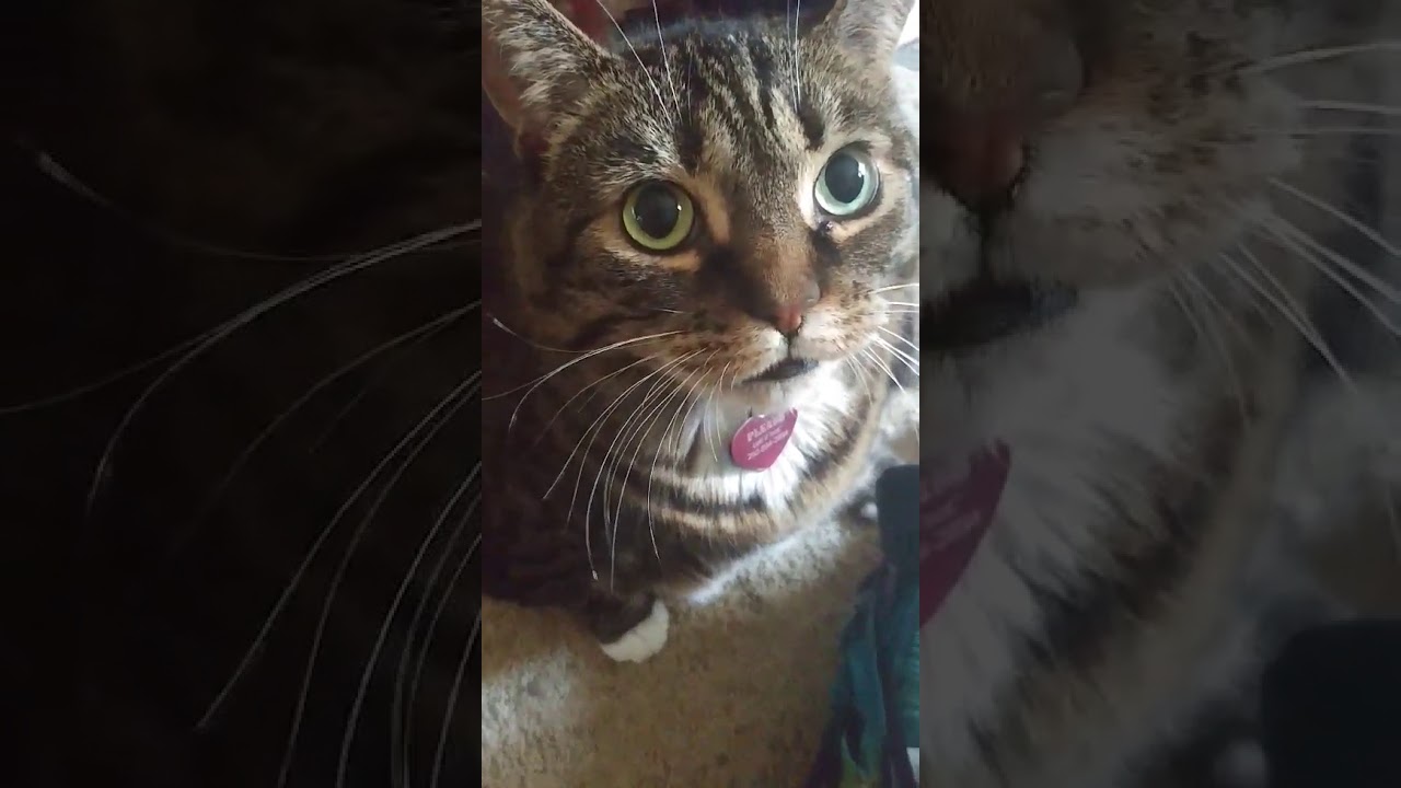 If You're Happy and You Know it, Say Meow - YouTube