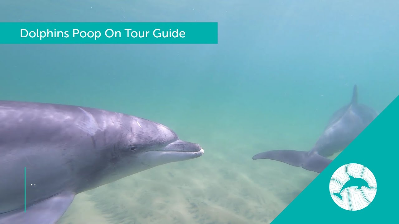 Dolphins poop on tour guide - YouTube
