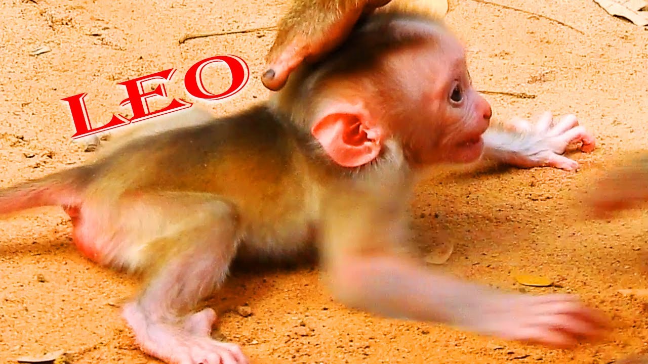 Broken Heart!.. Help New Baby Monkey! Mom Training So Hard/ Nice Video ...