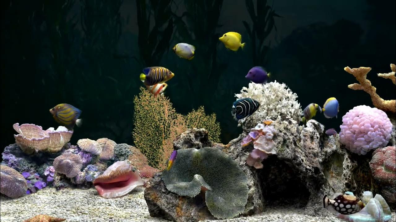 Calming Fish Tank Sounds | No Music | ASMR Focus | Dream Aquarium Water ...