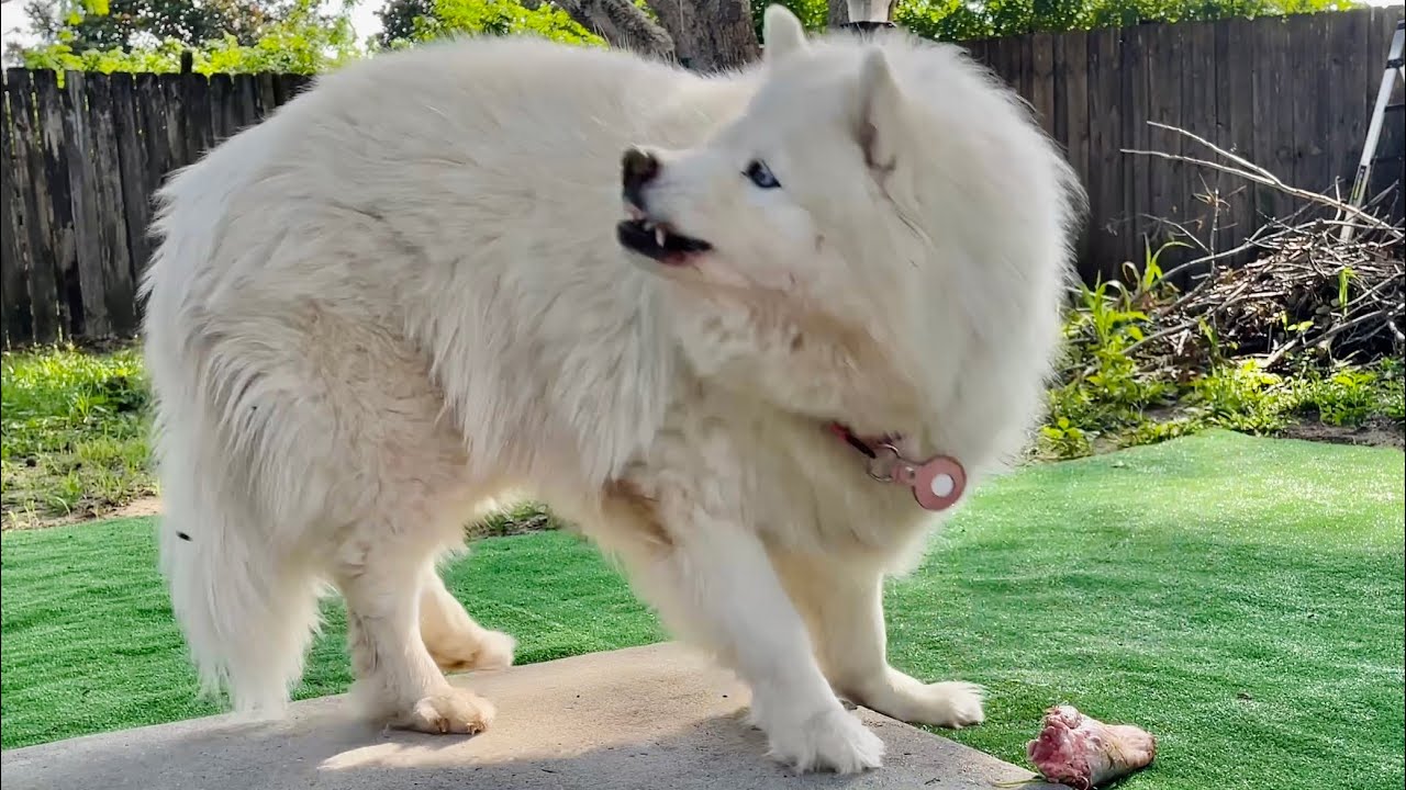 Mad Husky Tries To Attack Flies | They Wanted Her Lamb Chop - YouTube