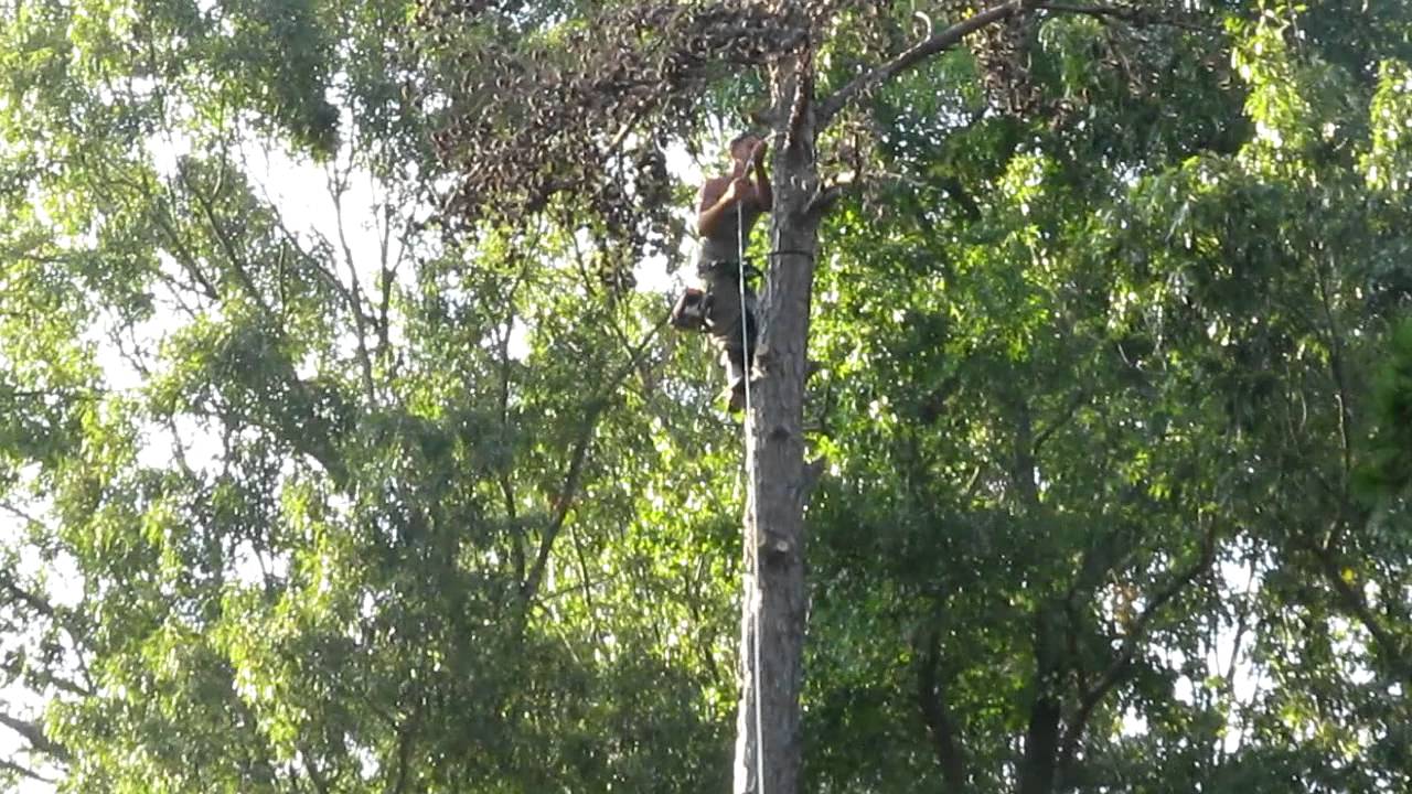 TIMBER!!! Felling a dead pine tree - YouTube