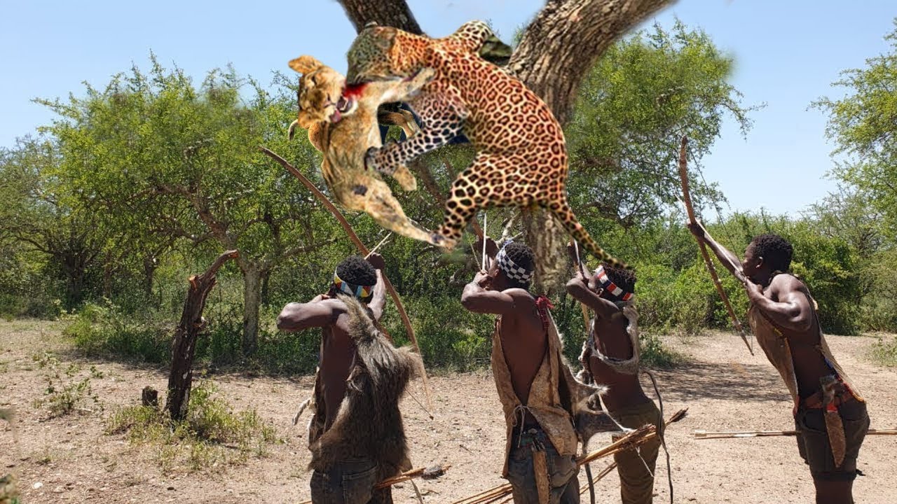 Human Frantically Tries To Save Her Lion Cub From The Evil Leopard And ...