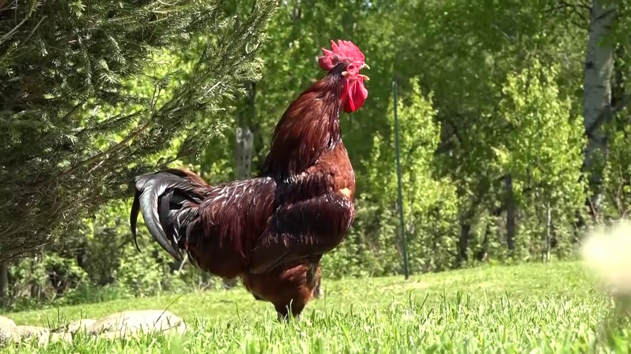 Chickens Foraging Socializing and nothing else, enjoy. Nature Sounds ...