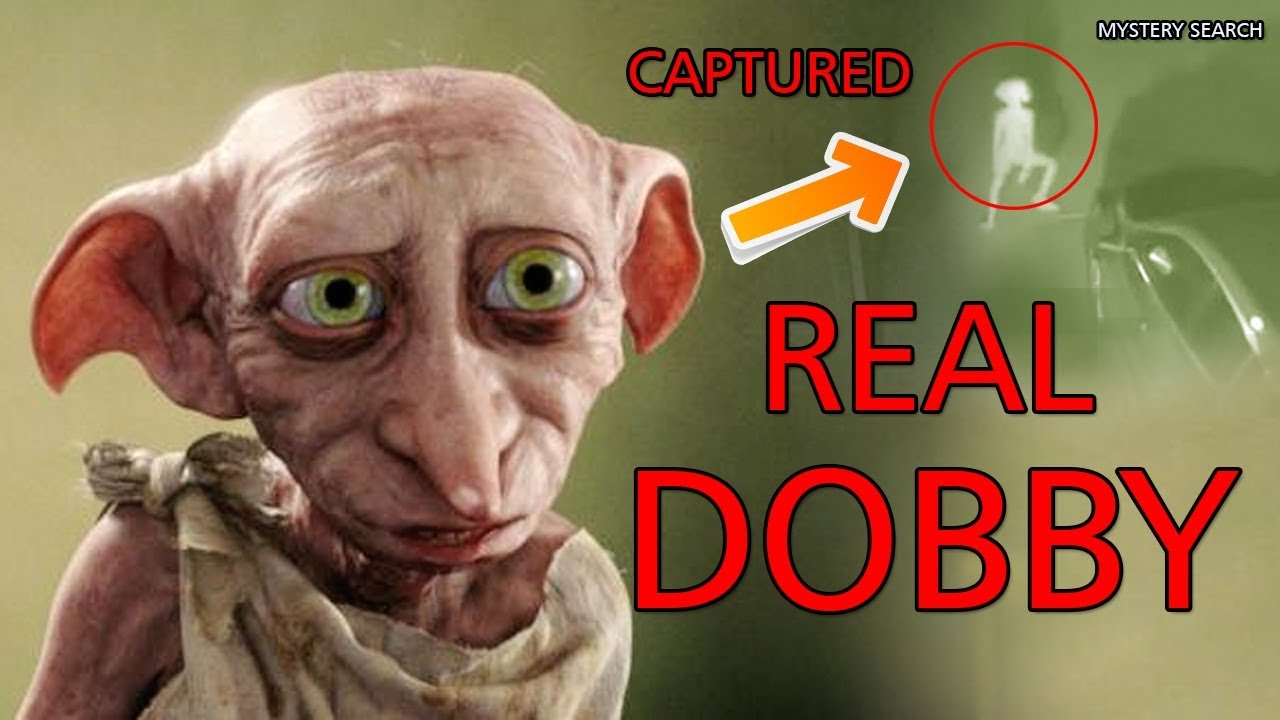 Real Dobby Harry Potter Dobby Captured | 2019 News Mystery Search ...