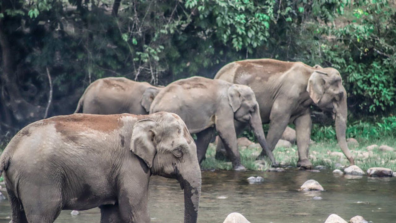 Group Of Wild Elephants | Anakulam | Elephant Fighting - YouTube