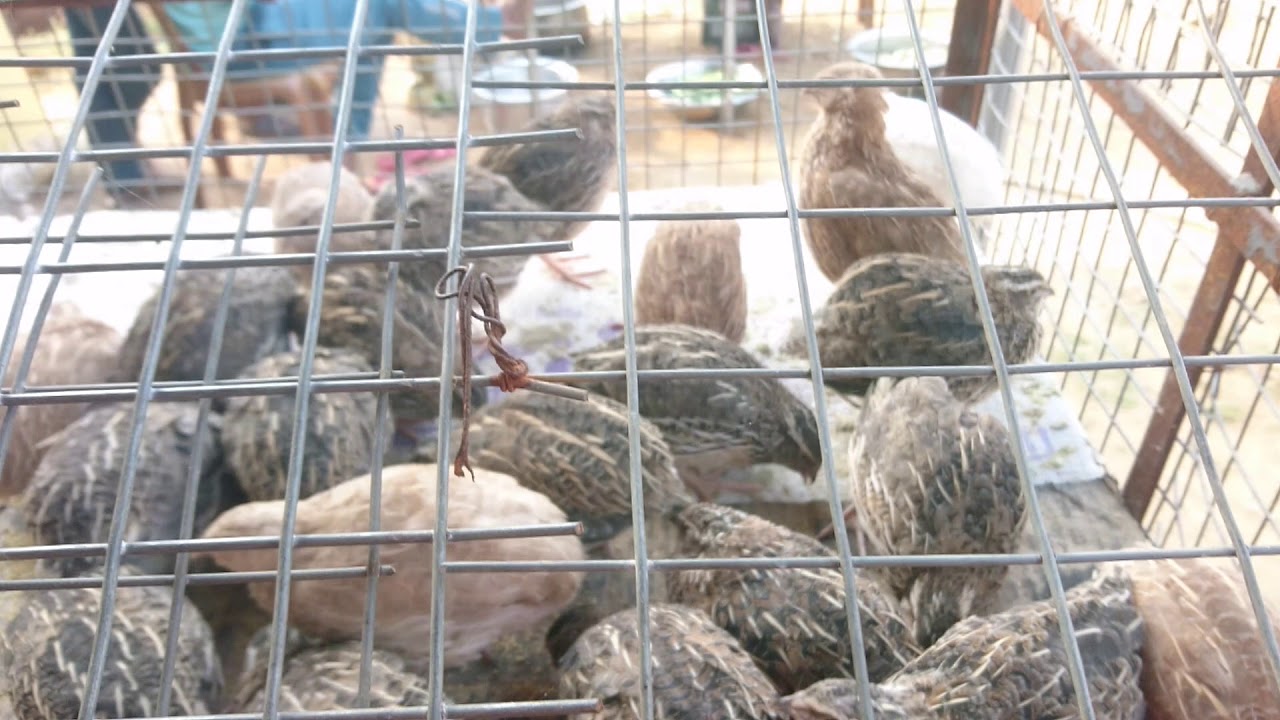 Quails Gunduru chiken bird - YouTube
