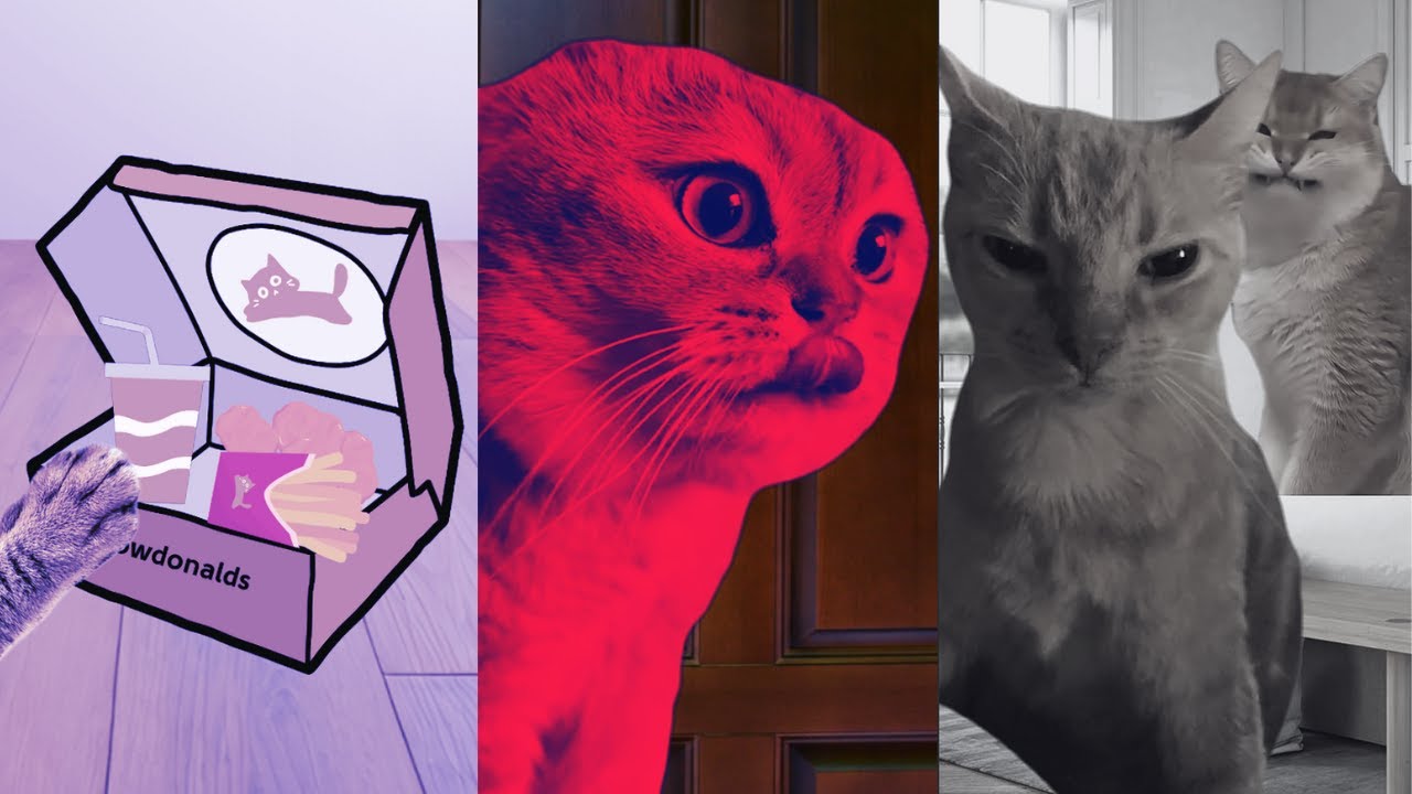 Funny CAT MEME Shorts Compilation #1 - YouTube