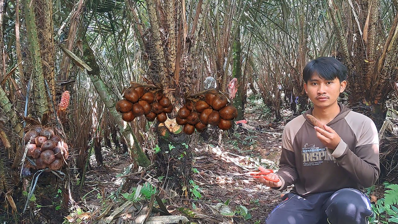 Bulan Ramadhan Penuh Berkah | | Bunga Salak Melimpah - YouTube