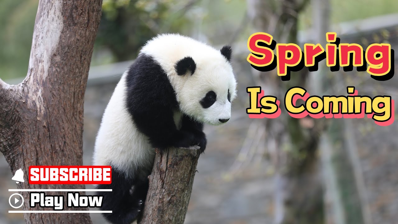 【Super Panda】Episode 295 Pandas Are Waiting For The Coming Spring ...