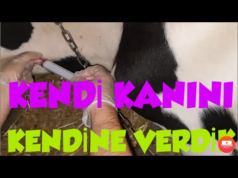 İneklerde Meme Siğillerini nasıl yokedebiliriz?