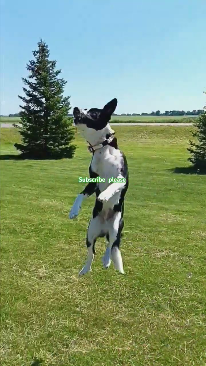 Dog catching Bubbles - YouTube