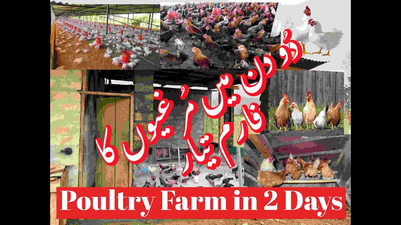 Hen Farm Built in Two Days |Low Scale Chicken Farming| Domestic Poultry ...