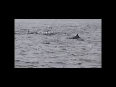 Bottlenose dolphins in the Sound of Iona