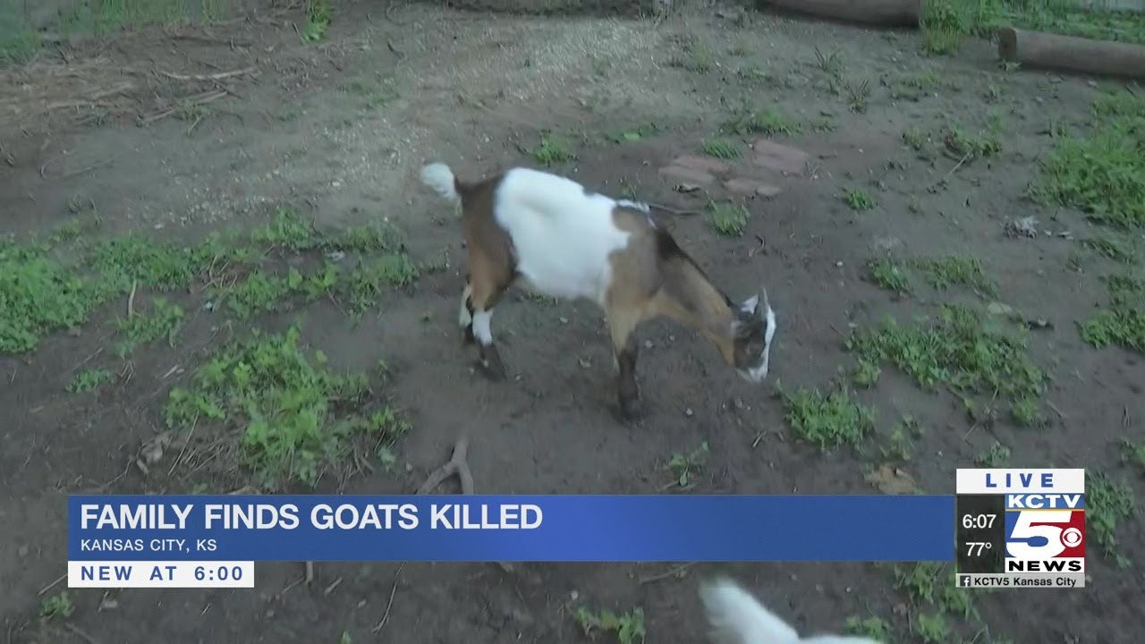 Family mourns after 8 goats are fatally beaten in KCK - YouTube