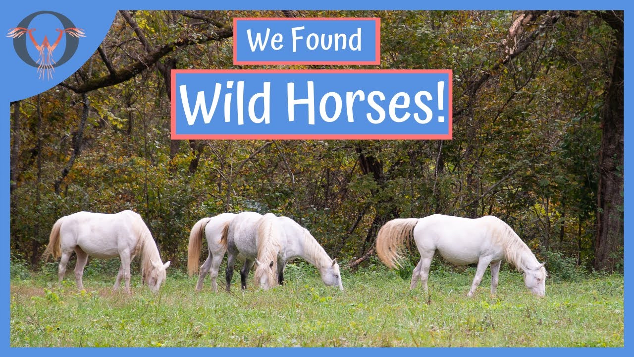 In Search of Wild Horses | RV LIfe - YouTube