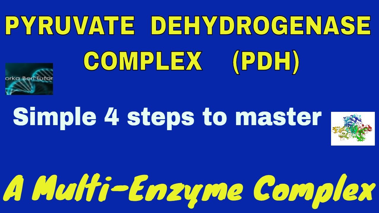 Pyruvate Dehydrogenase Complex // PDH // Multienzyme Complex - By Dorka ...