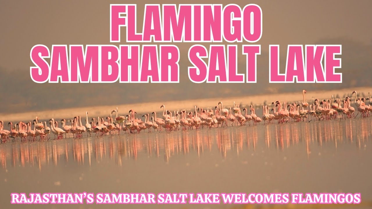 Witnessing the Majestic Flamingos at Jaipur Sambhar salt Lake #jaipur # ...