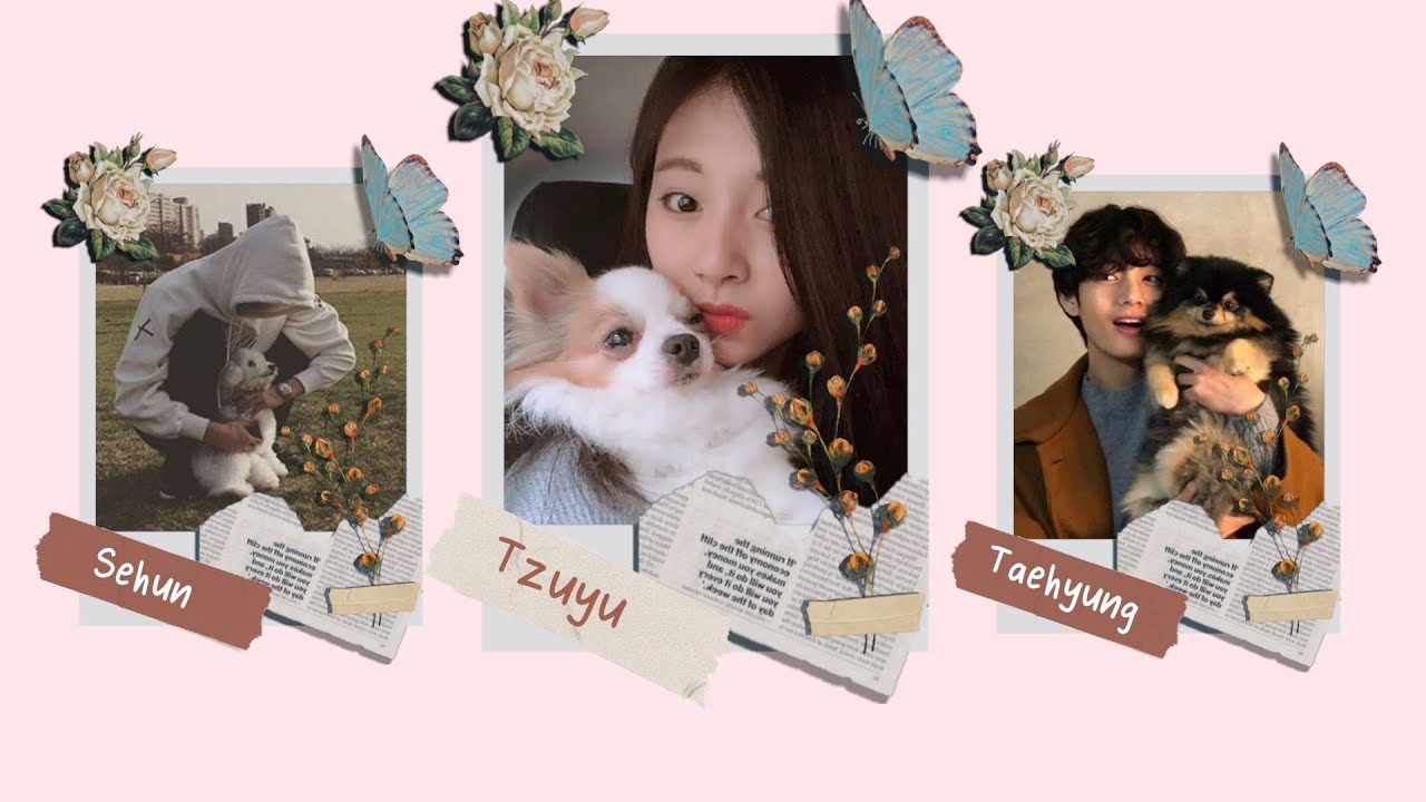 Top 10 Popular Kpop Idol Pets - YouTube