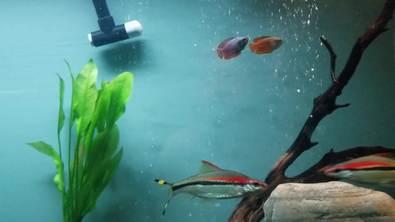 400 gal. community fish tank - YouTube