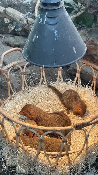 Mongooses, Korkeasaari Zoo, Helsinki #mangooses #korkeasaari # ...