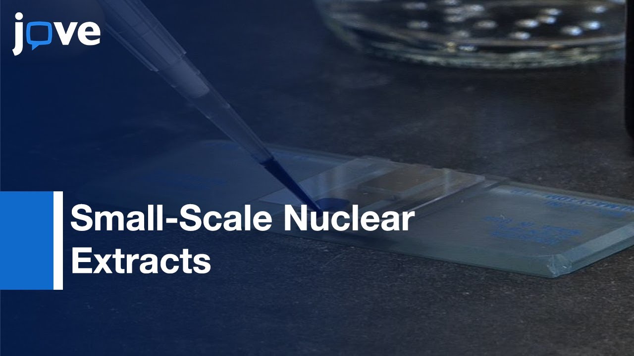Small-Scale Nuclear Extracts For Functional Assays Of Gene-Expression ...