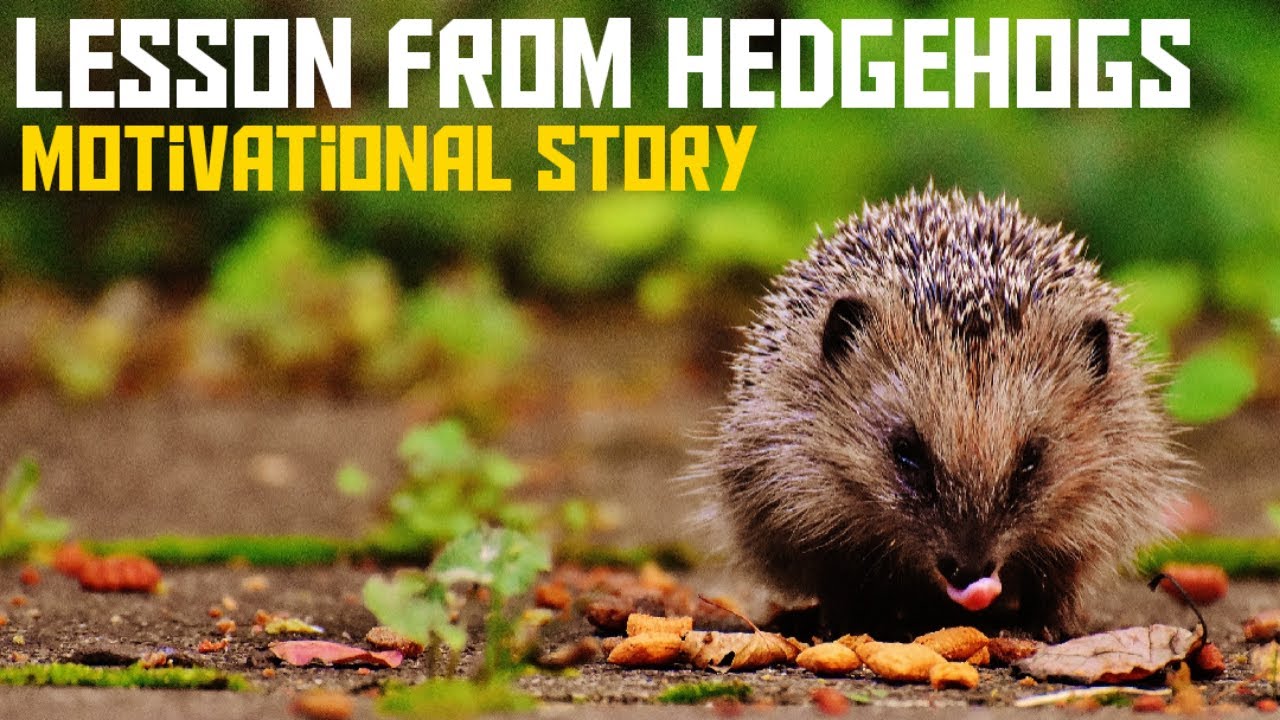 Lesson From The Hedgehogs | Motivational Story | Short Story #169 ...