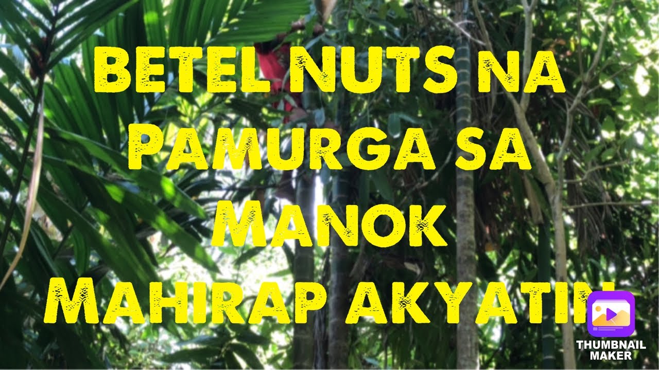 BETEL NUTS NA PAMURGA SA MANOK, HIRAP PALA AKYATIN | EPISODE 10 - YouTube