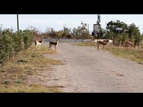 Şirvan Milli Parkı və ceyranlar