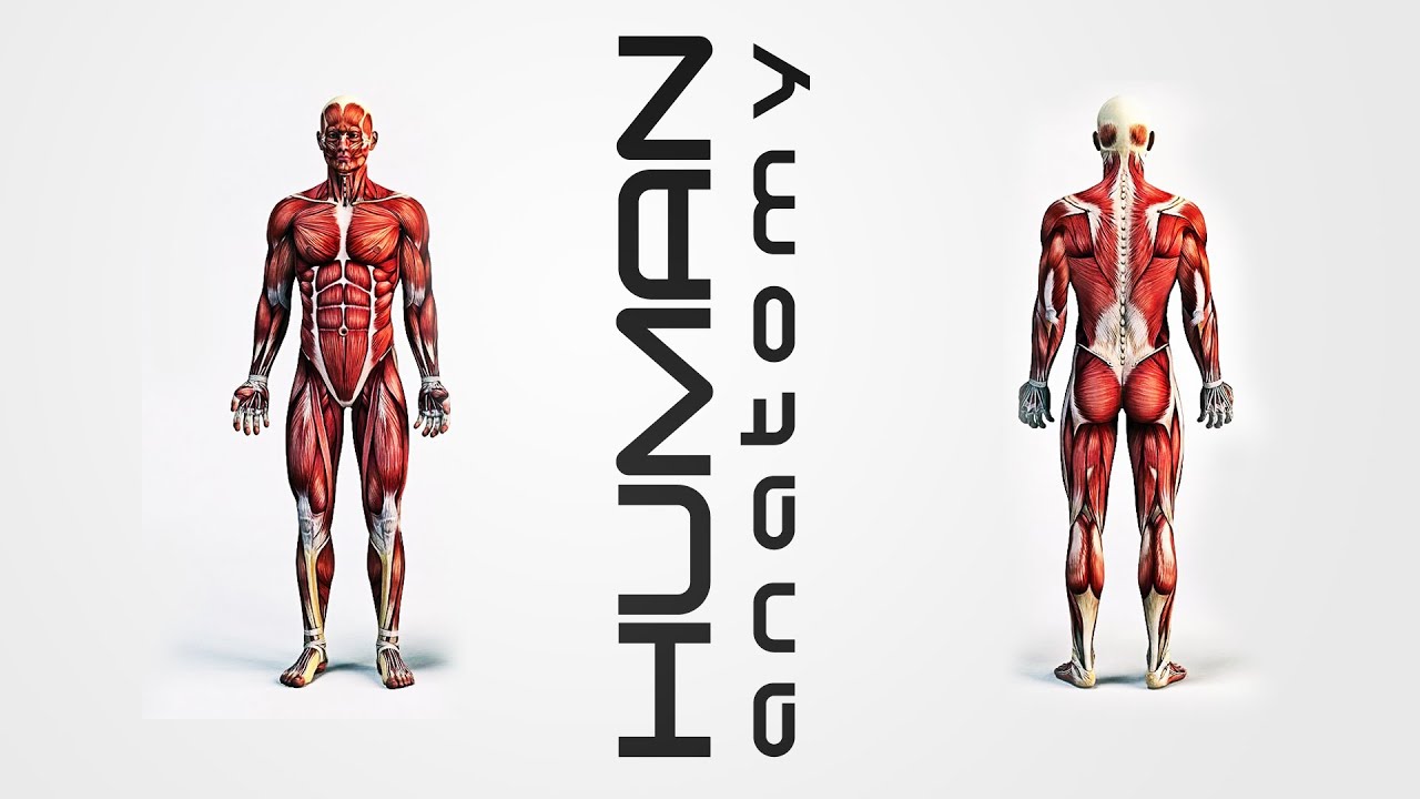 What Is HUMAN ANATOMY Definition Father Of Anatomy YouTube What Is HUMAN ANATOMY Definition Father Of Anatomy YouTube