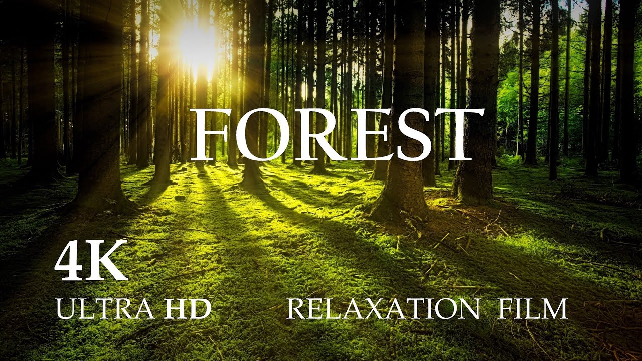 Forest 4K Nature Relaxation Film | Relaxing Music | Nature Sounds of ...