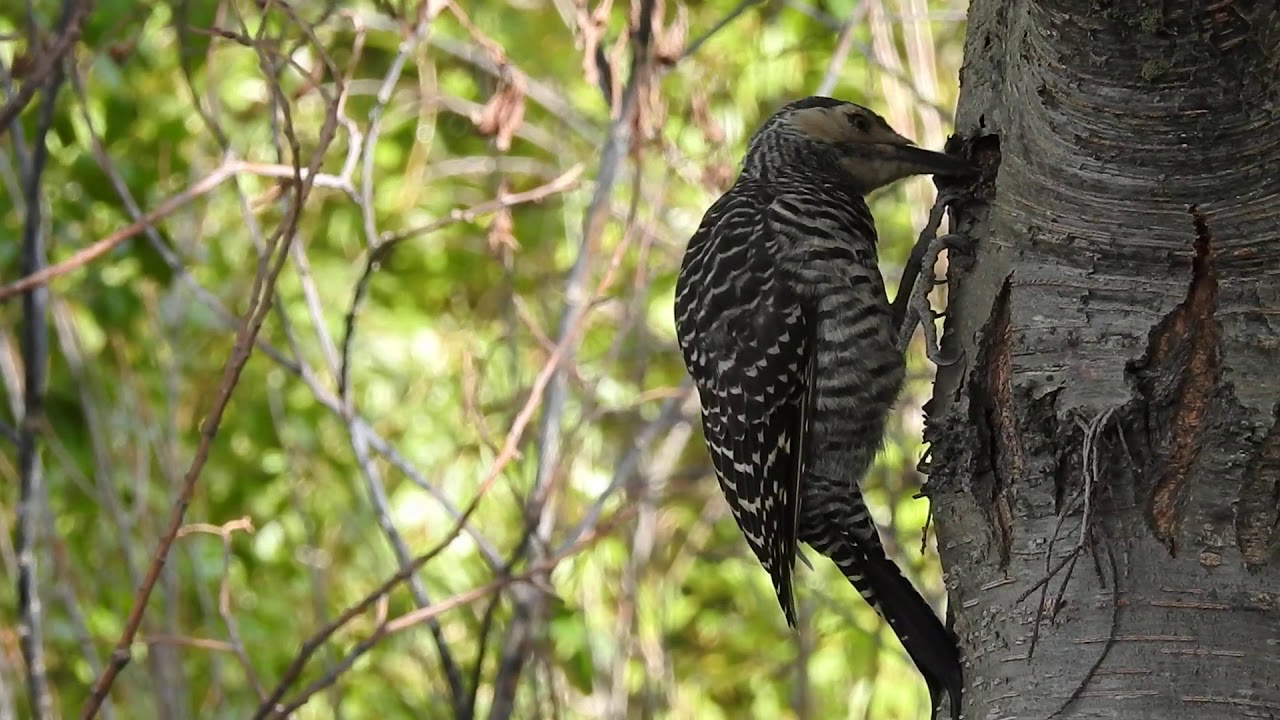 Pitío Austral (Colaptes pitius) - YouTube