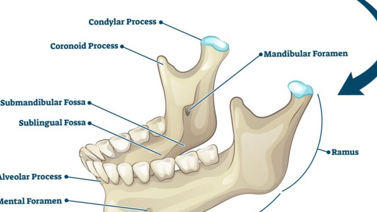 mandible general features | mandible gross anatomy | skull bones ...