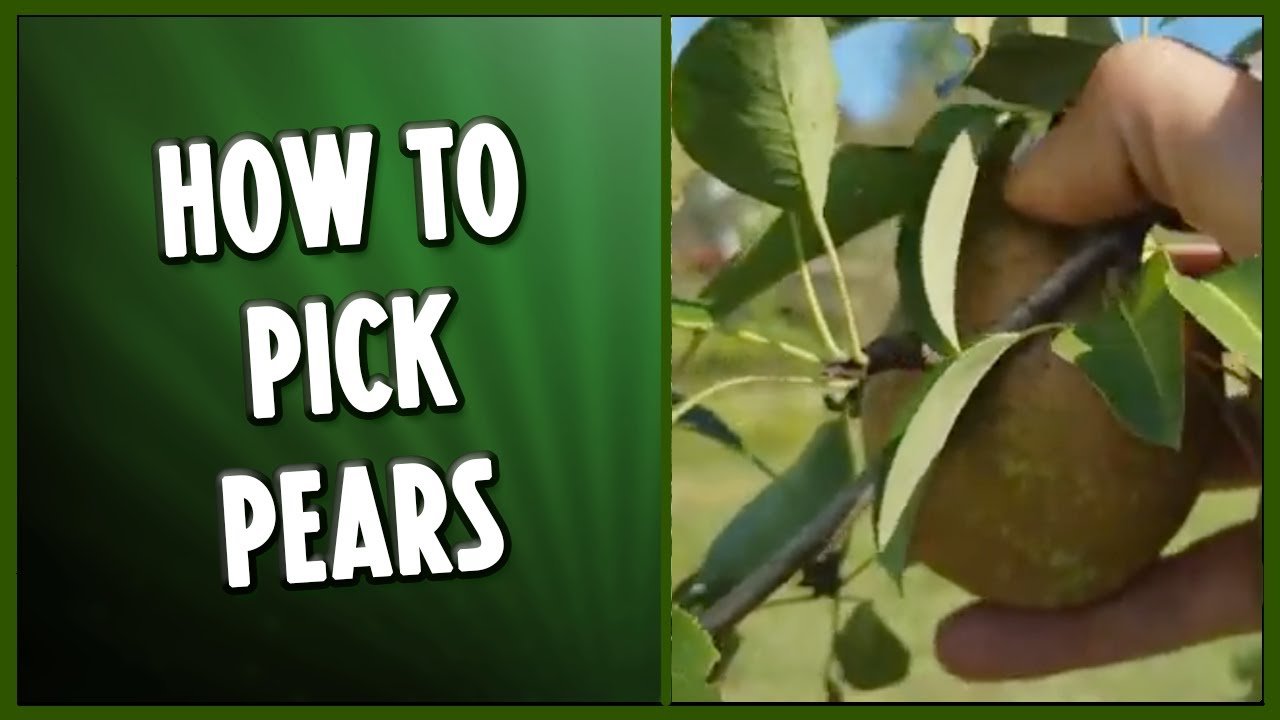 How to Pick Pears (2023) - YouTube