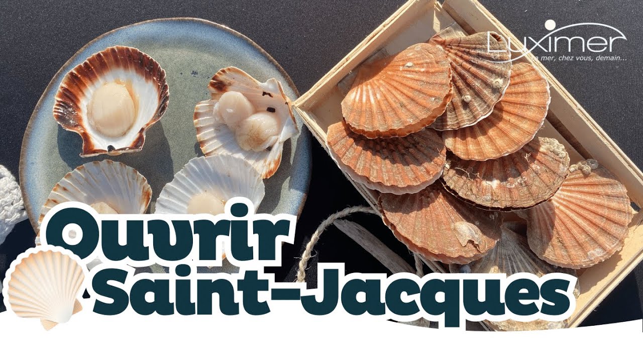 COMMENT OUVRIR UNE COQUILLE SAINT-JACQUES ? | Tuto facile by Luximer ...