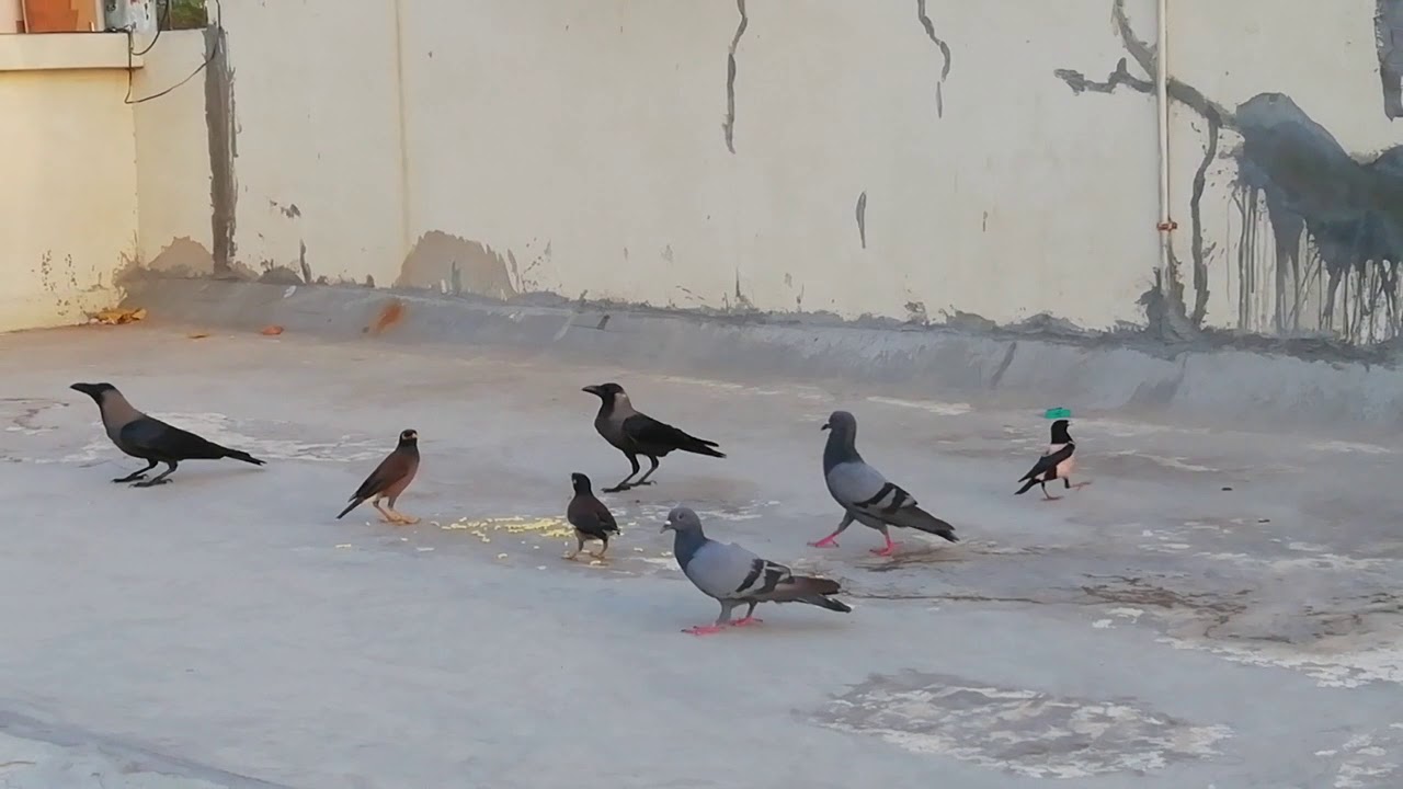 Pigeons funny fight with crow ##😂😂 - YouTube
