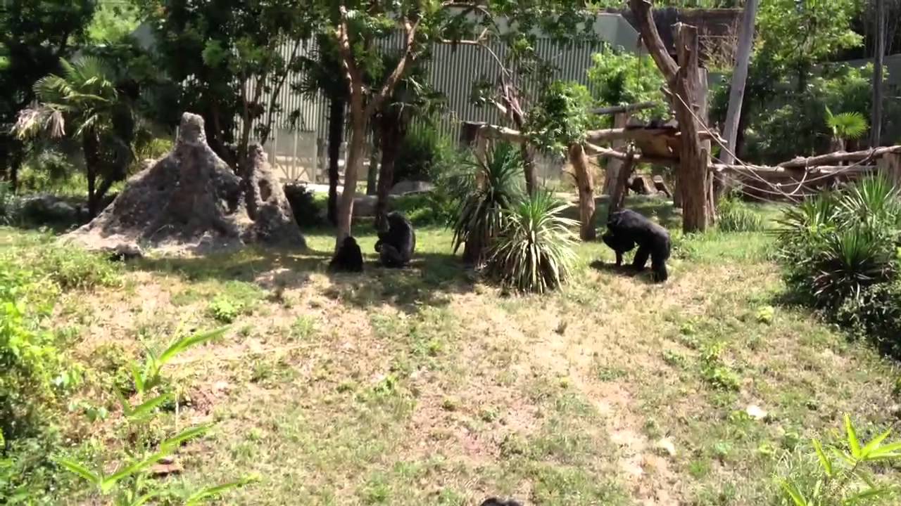 Chimpanzee Exhibit Dallas Zoo - YouTube
